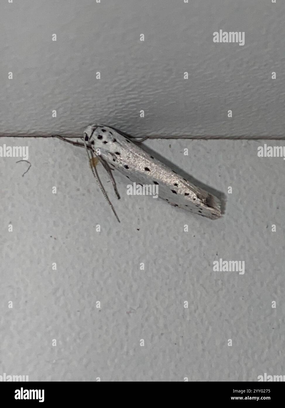 Small Ermine Moths (Yponomeuta Stock Photo - Alamy