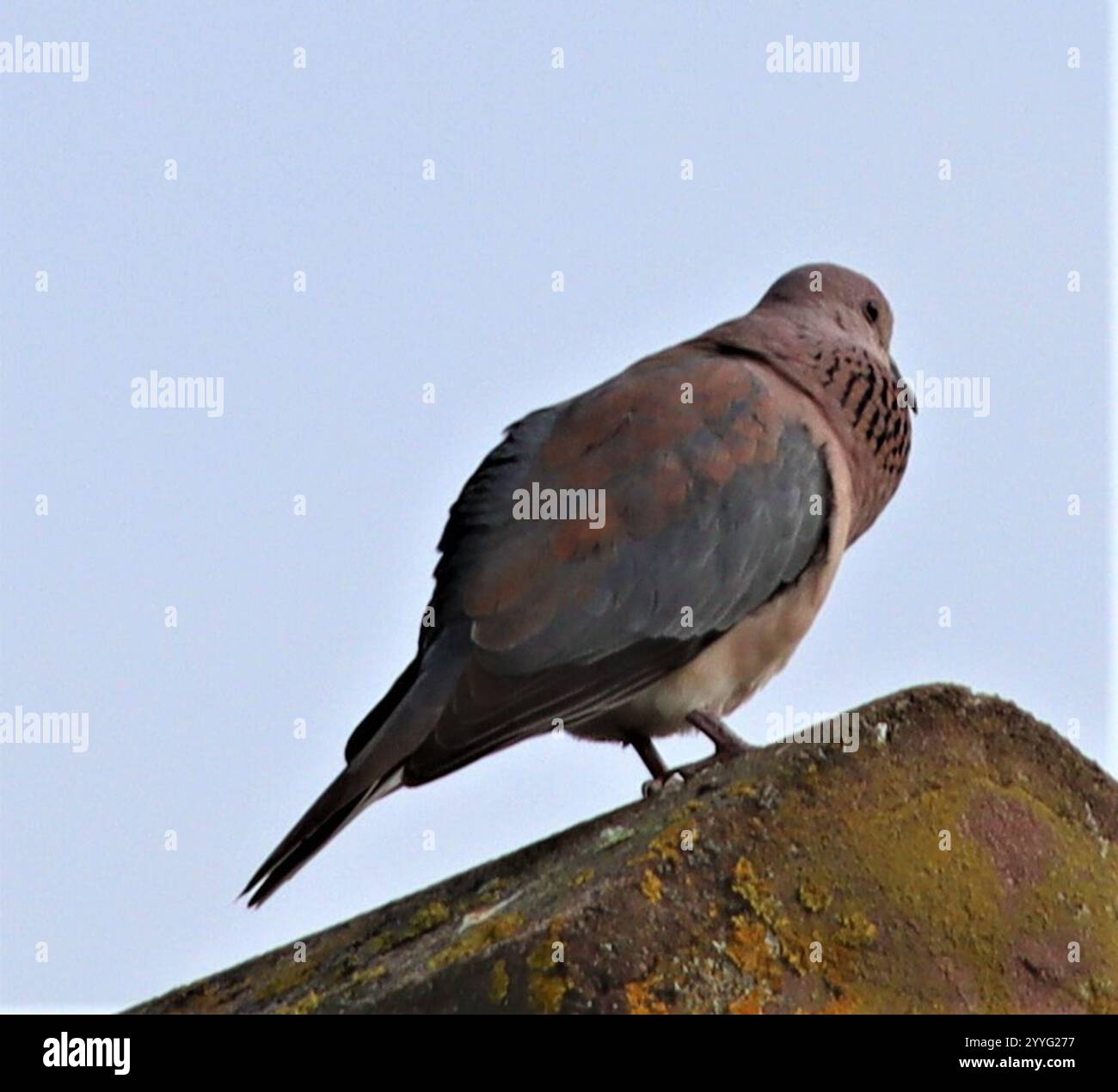 Southern Laughing Dove (Spilopelia senegalensis senegalensis Stock ...