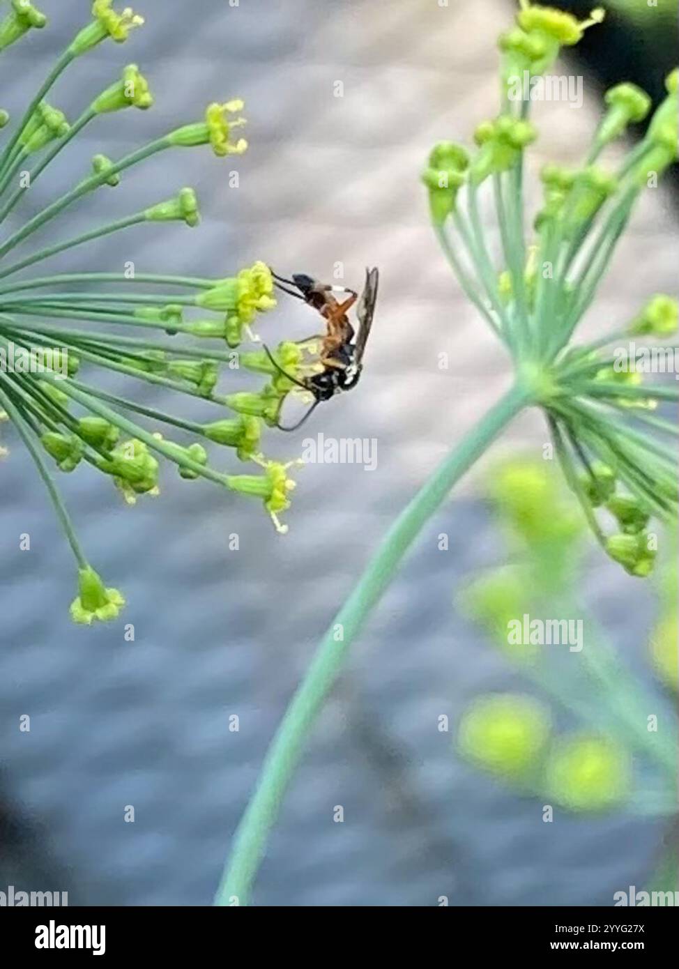 Common Hover Fly Parasitoid Wasp (Diplazon laetatorius Stock Photo - Alamy