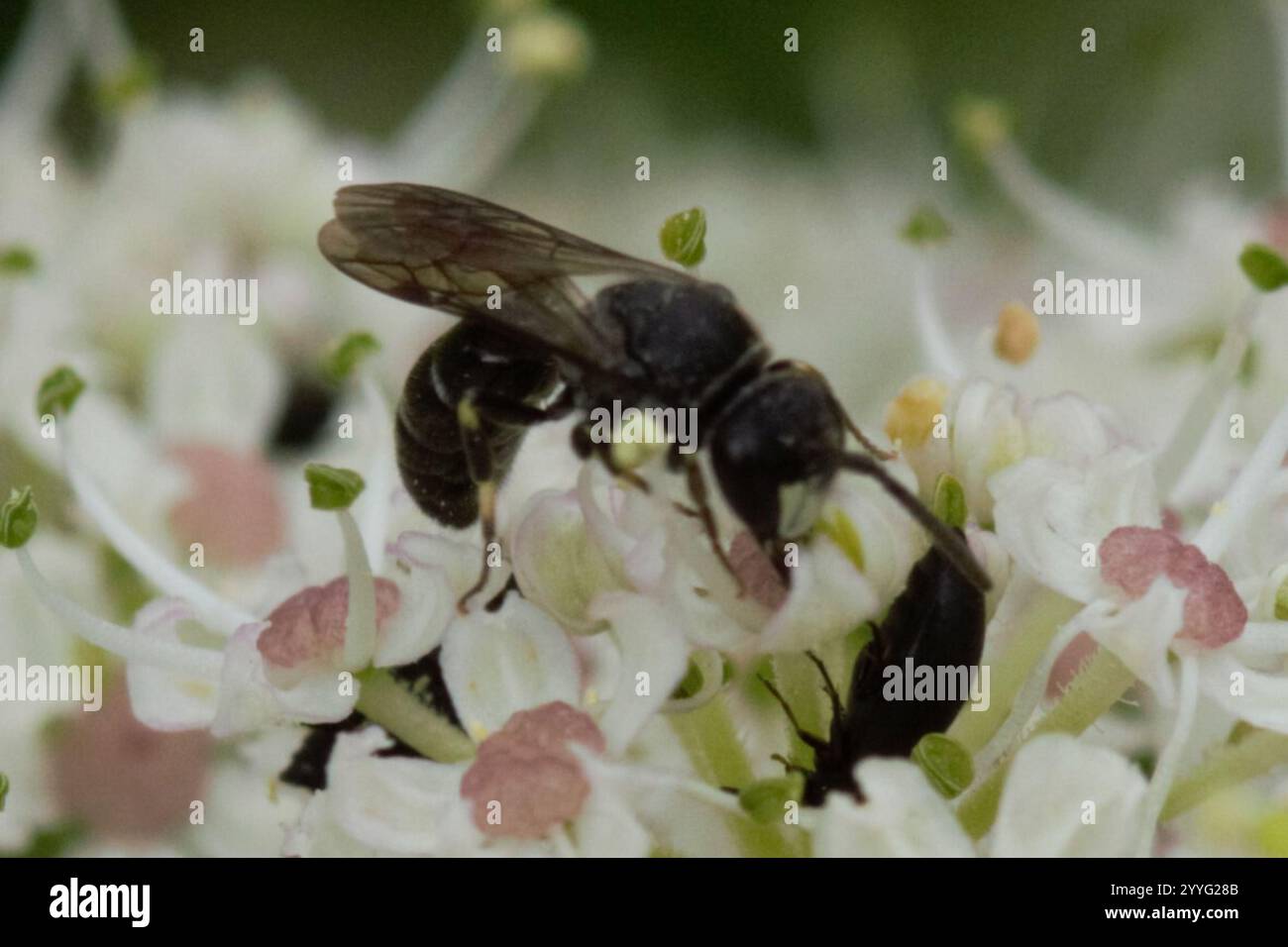 Masked Bees (Hylaeus Stock Photo - Alamy