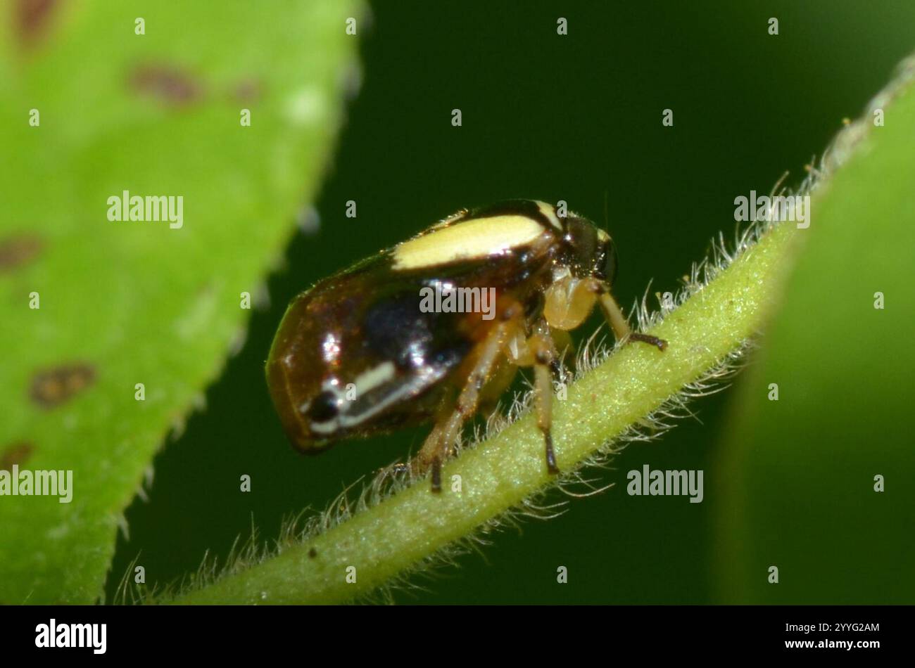 Dogwood Spittlebug (Clastoptera proteus Stock Photo - Alamy