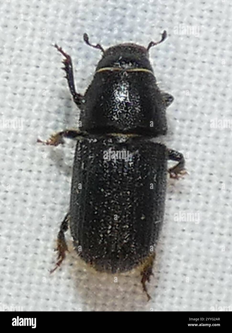 Black Turpentine Beetle (Dendroctonus terebrans Stock Photo - Alamy