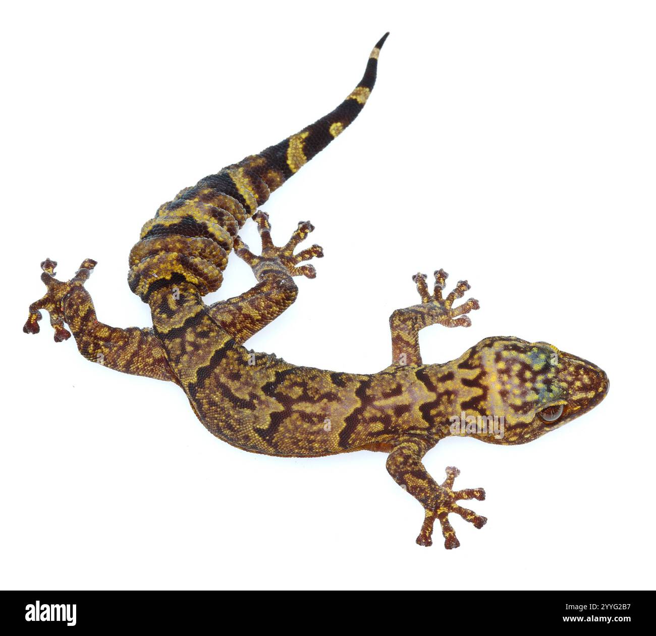 Hawequa Flat Gecko (Afroedura hawequensis Stock Photo - Alamy