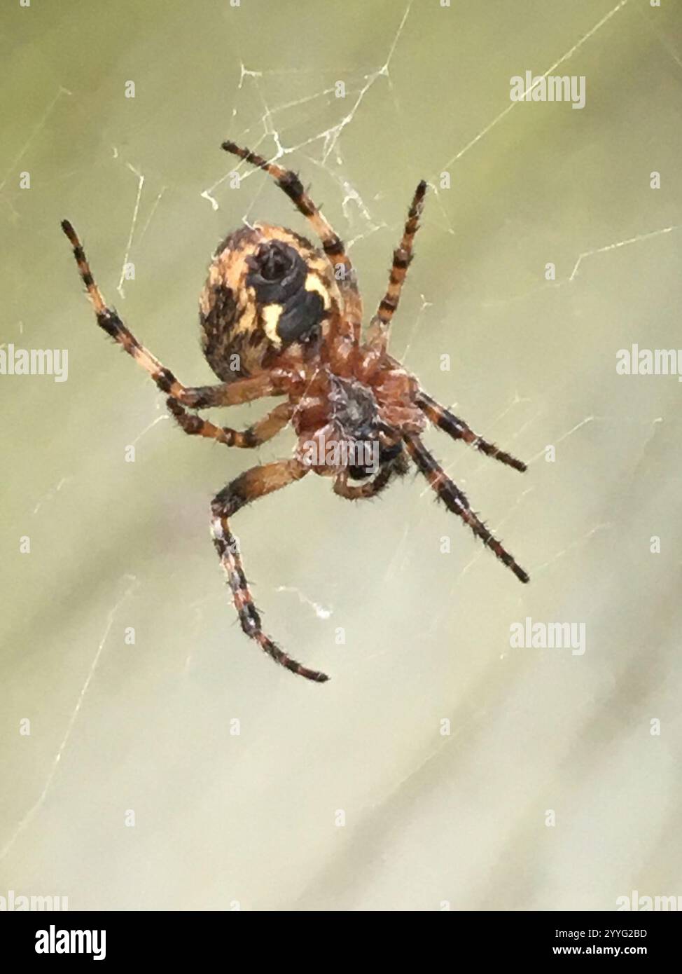 Furrow Spiders (Larinioides Stock Photo - Alamy