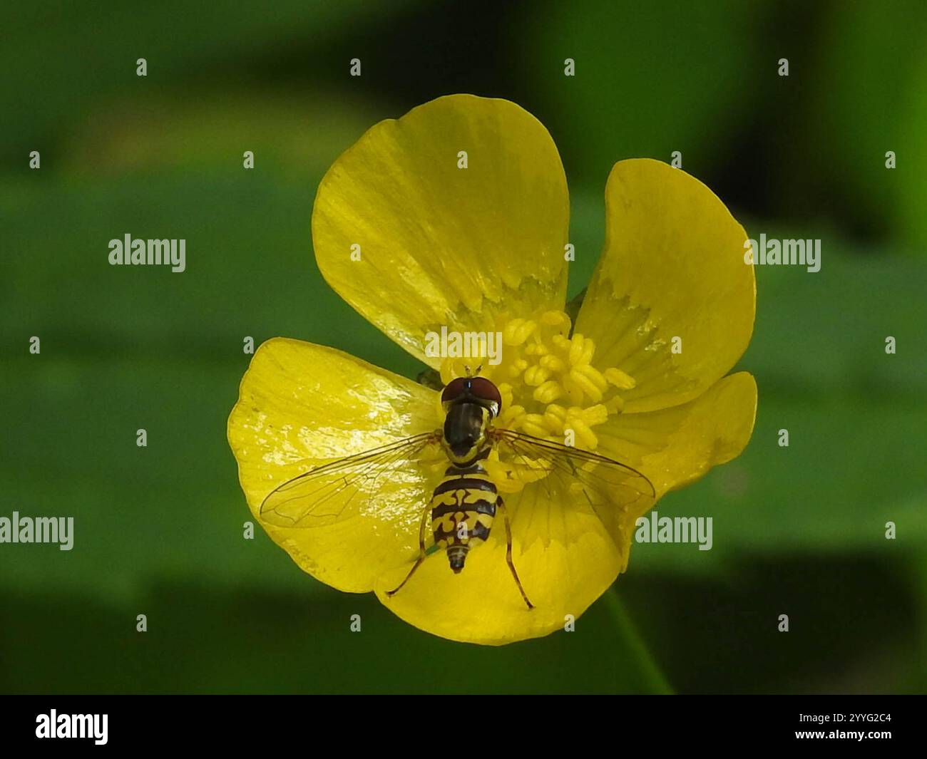 Eastern Calligrapher (Toxomerus geminatus Stock Photo - Alamy