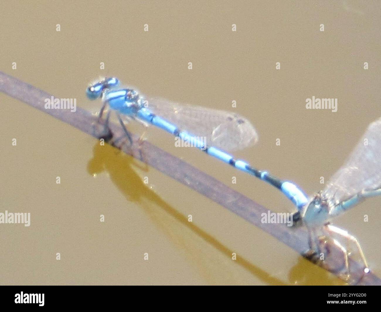 Familiar Bluet (Enallagma civile Stock Photo - Alamy