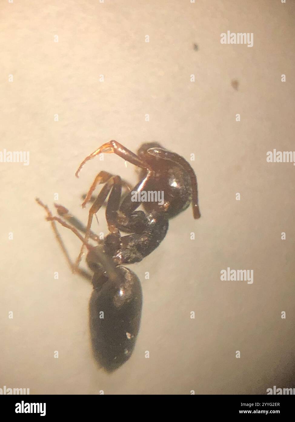 Dark Rover Ant (Brachymyrmex patagonicus Stock Photo - Alamy