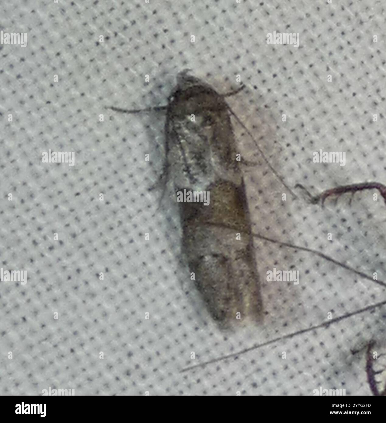 Acorn Moth (Blastobasis glandulella Stock Photo - Alamy