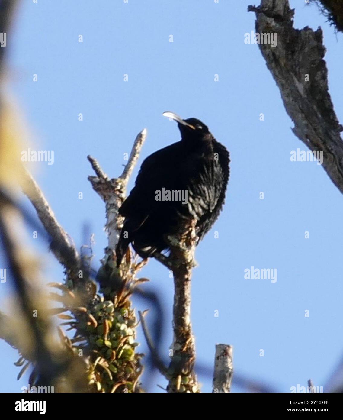 Paradise Riflebird (Ptiloris paradiseus Stock Photo - Alamy