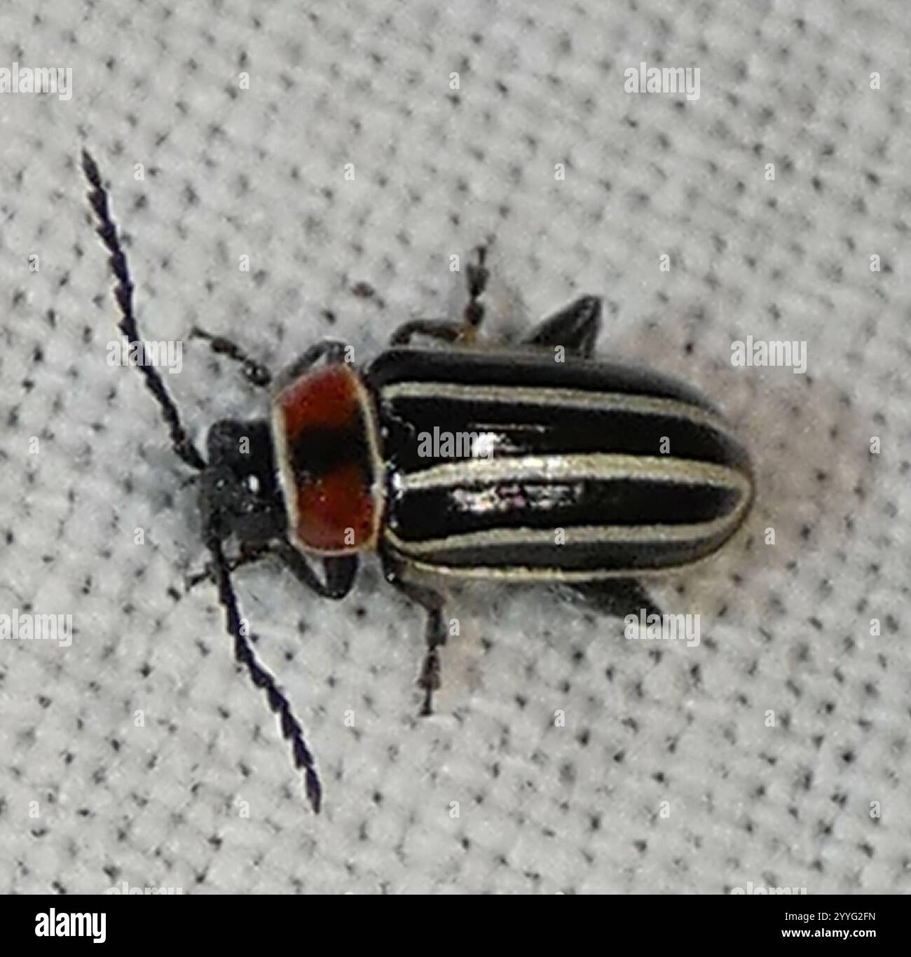 Pennsylvania Flea Beetle (Disonycha pensylvanica Stock Photo - Alamy