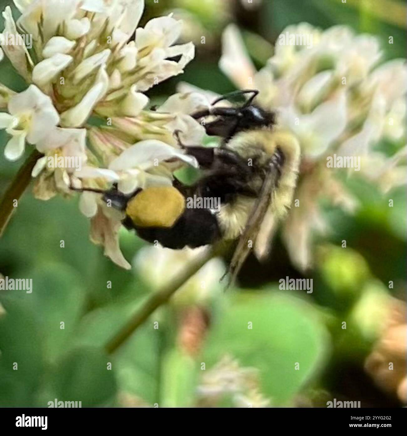 Common Eastern Bumble Bee (Bombus impatiens Stock Photo - Alamy