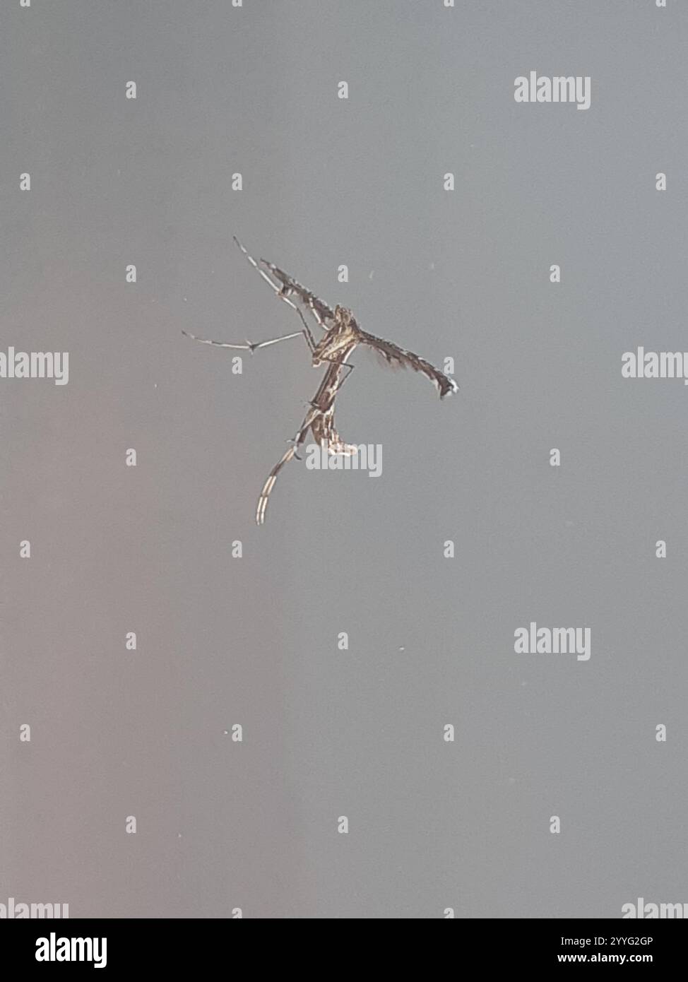 Beautiful Plume Moth (Amblyptilia acanthadactyla Stock Photo - Alamy