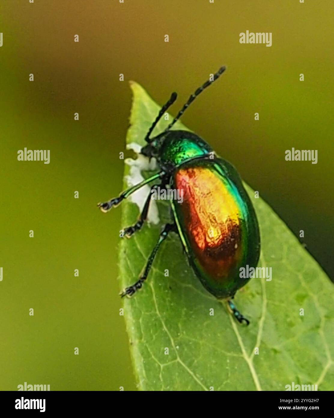 Dogbane Leaf Beetle (Chrysochus auratus Stock Photo - Alamy
