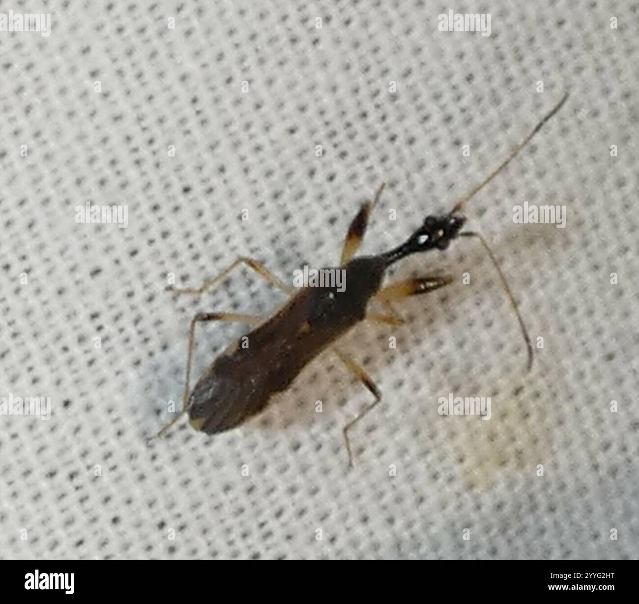 Long-necked Seed Bug (Myodocha serripes Stock Photo - Alamy