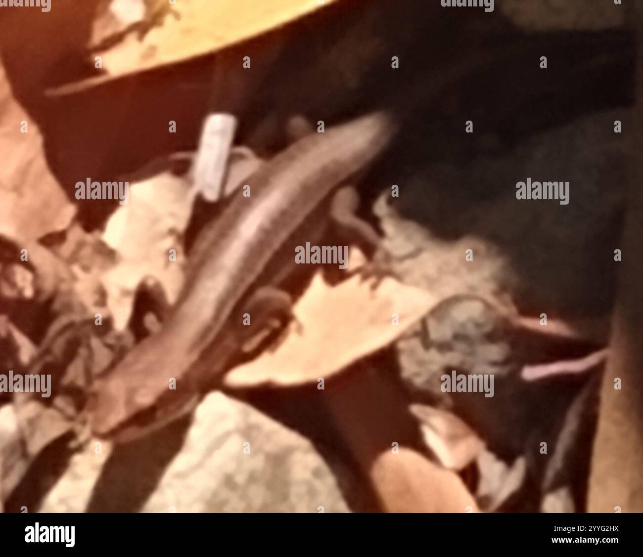 Rainbow Skinks (Carlia Stock Photo - Alamy