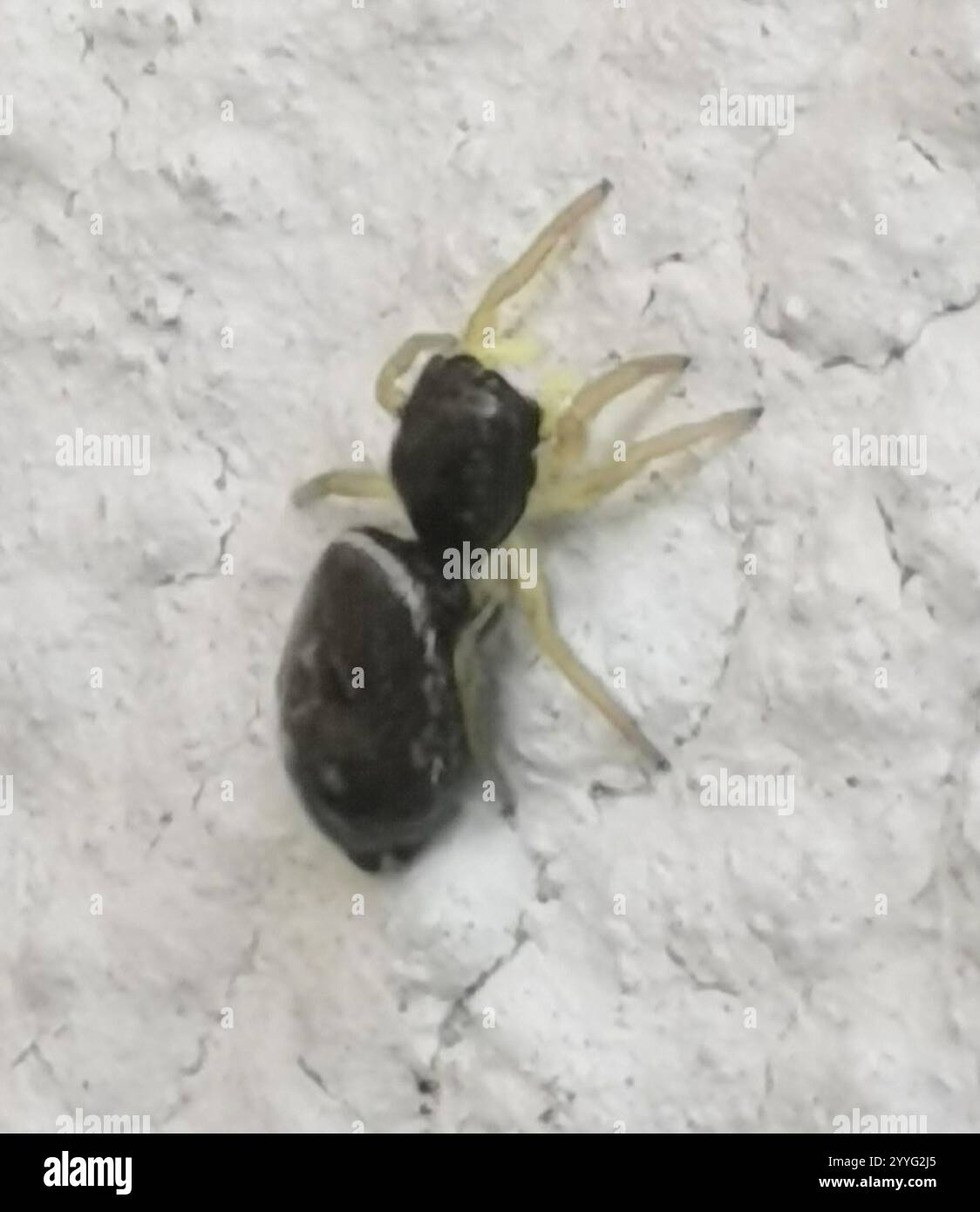 Copper Sun Jumper (Heliophanus cupreus Stock Photo - Alamy