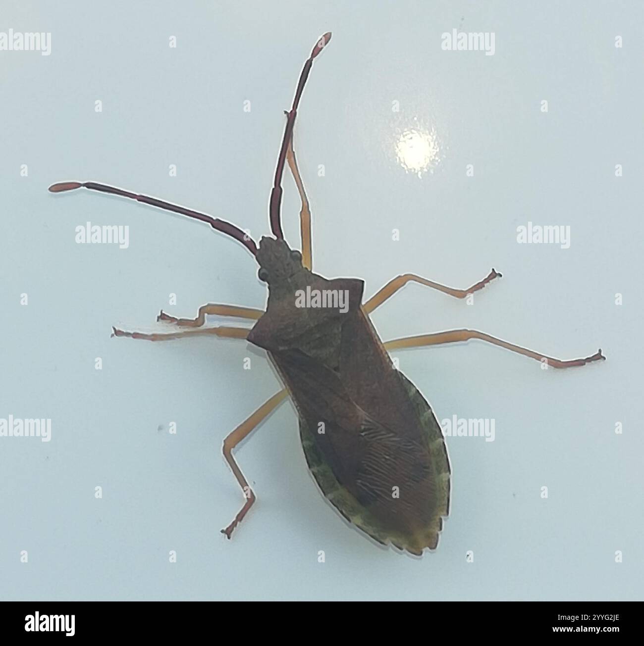 Box Bug (Gonocerus acuteangulatus Stock Photo - Alamy