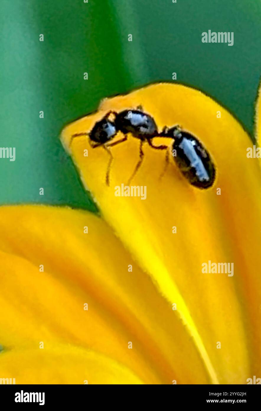 Common Trailing Ant (Monomorium minimum Stock Photo - Alamy