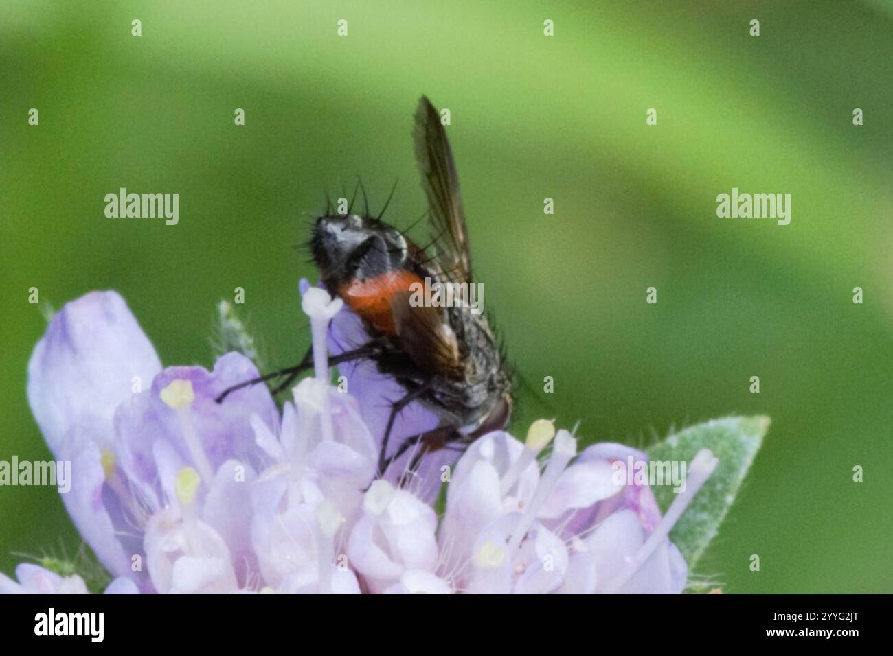 Red Spotted Parasite Fly (Eriothrix rufomaculata Stock Photo - Alamy