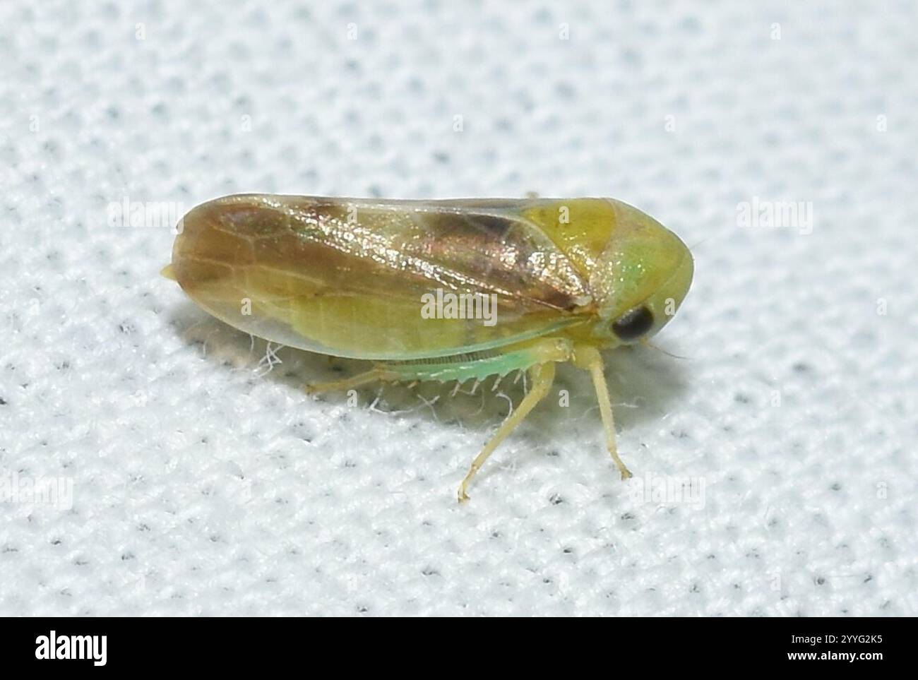 Macropsis hi-res stock photography and images - Alamy