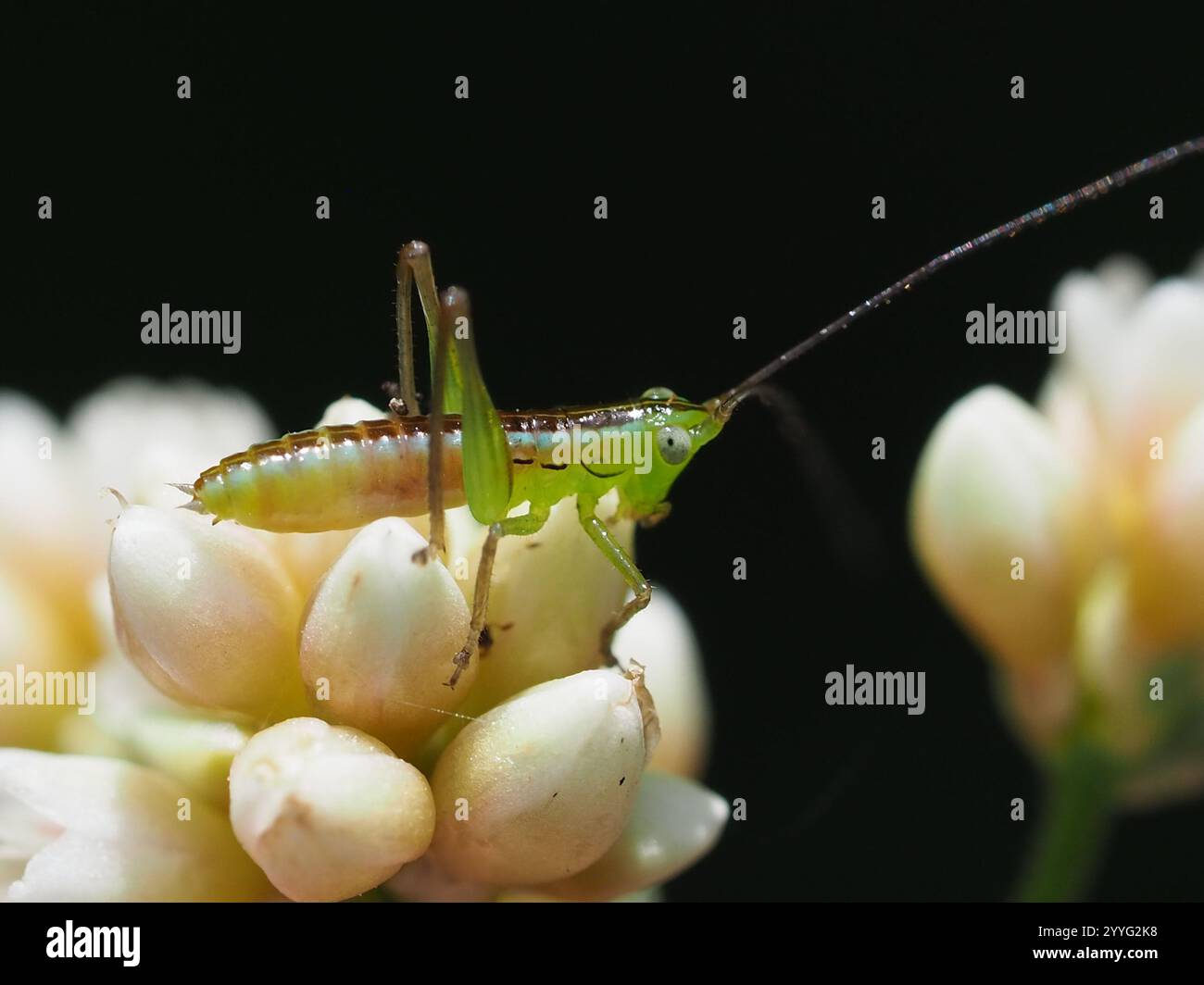 Lesser Meadow Katydids (Conocephalus Stock Photo - Alamy