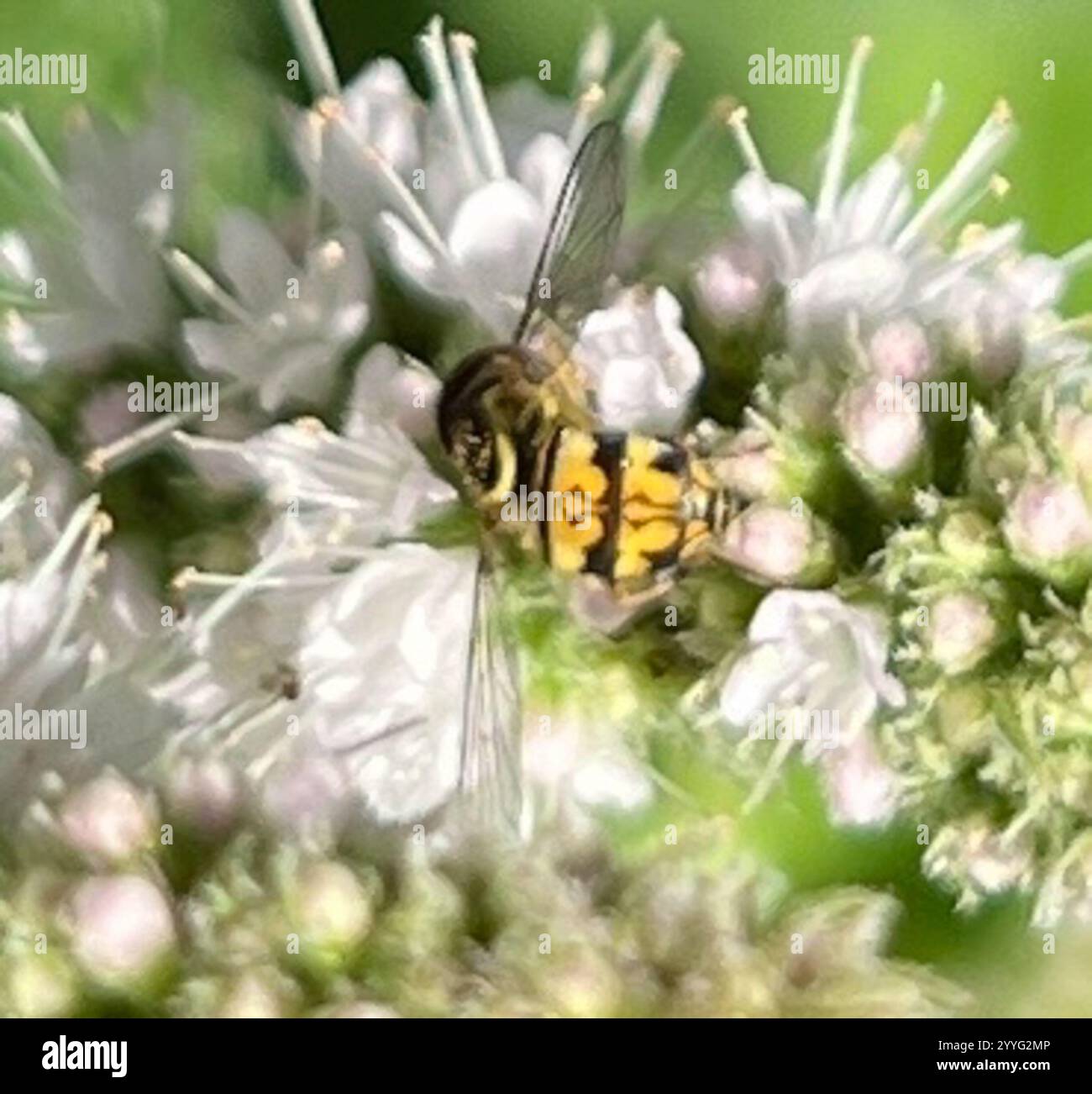 Eastern Calligrapher (Toxomerus geminatus Stock Photo - Alamy