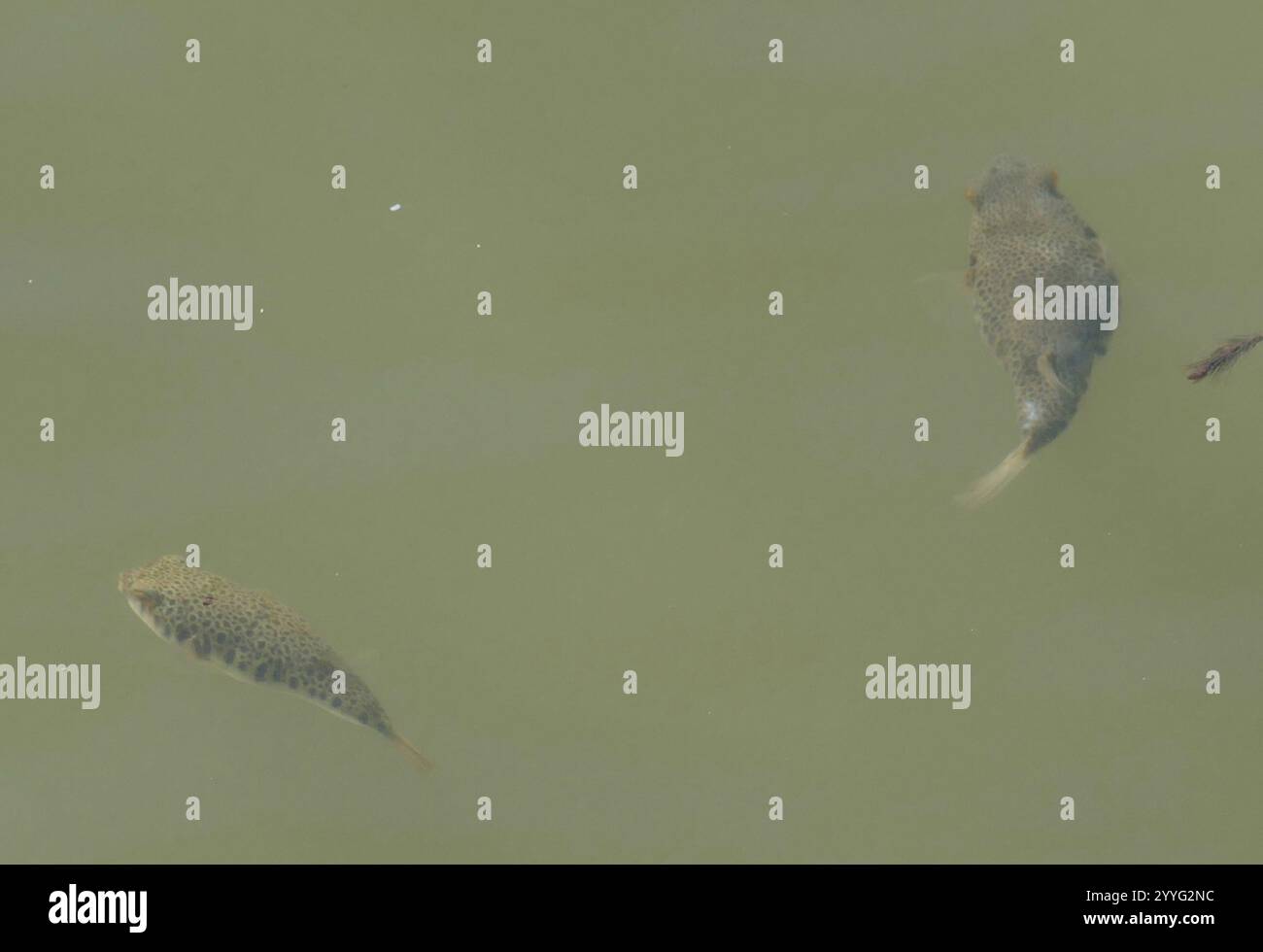 Common toadfish hi-res stock photography and images - Alamy
