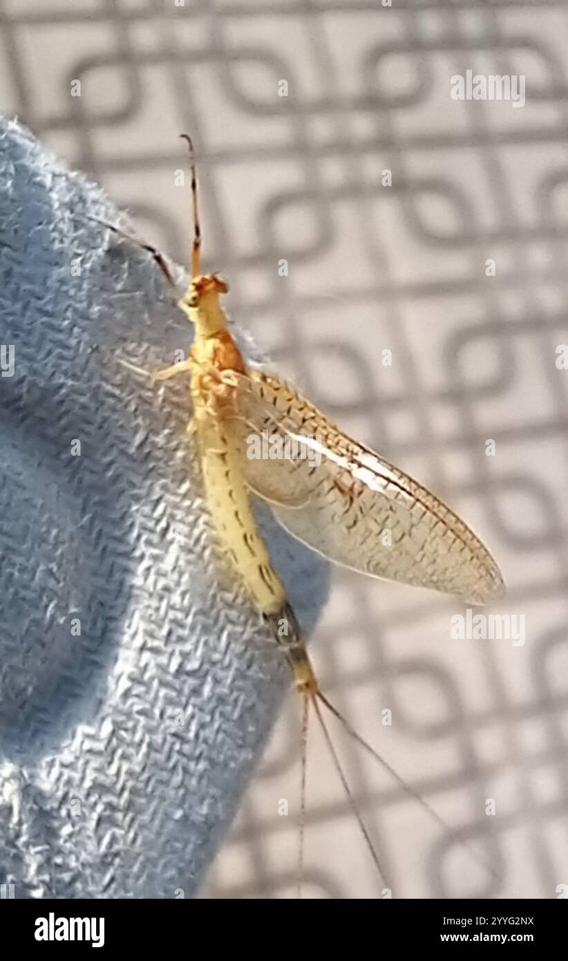 Four-lined Giant Mayfly (Ephemera glaucops Stock Photo - Alamy