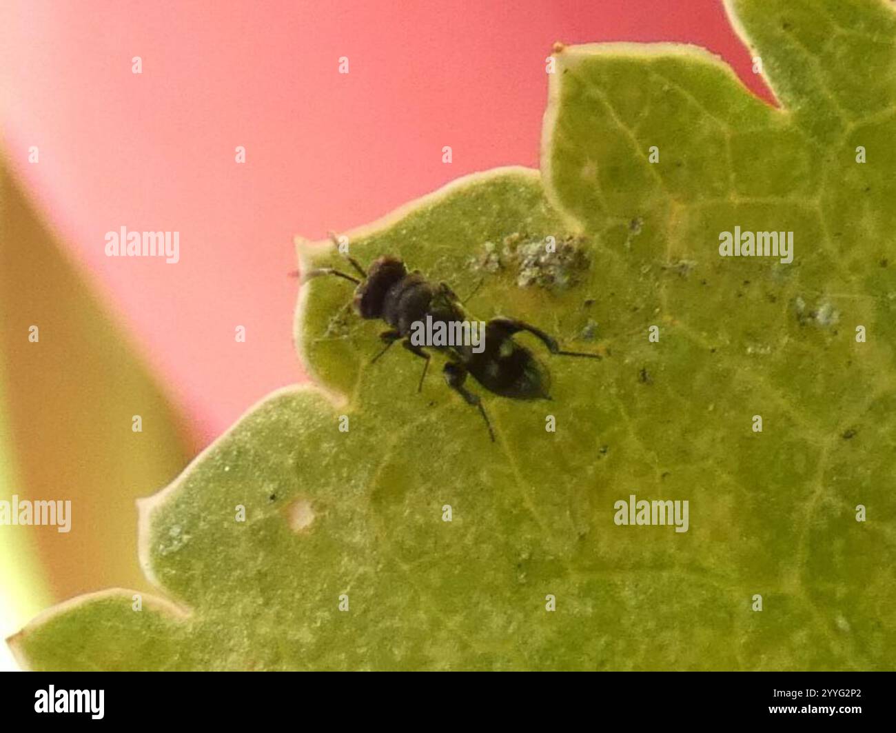 Chalcidoid Wasps (Chalcidoidea Stock Photo - Alamy