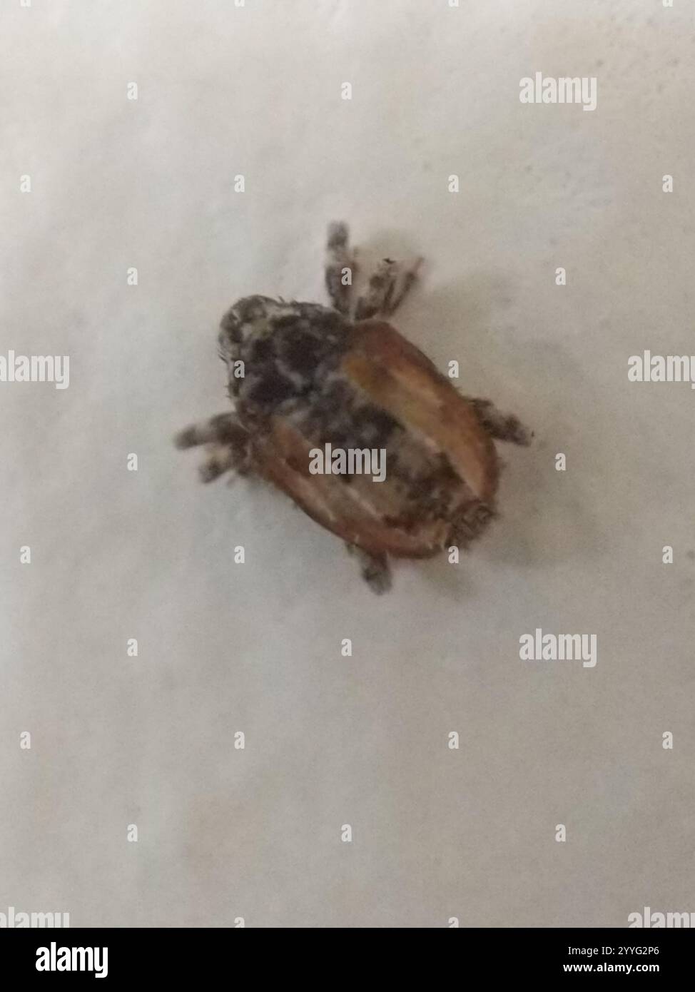 True Weevils (Curculionidae Stock Photo - Alamy