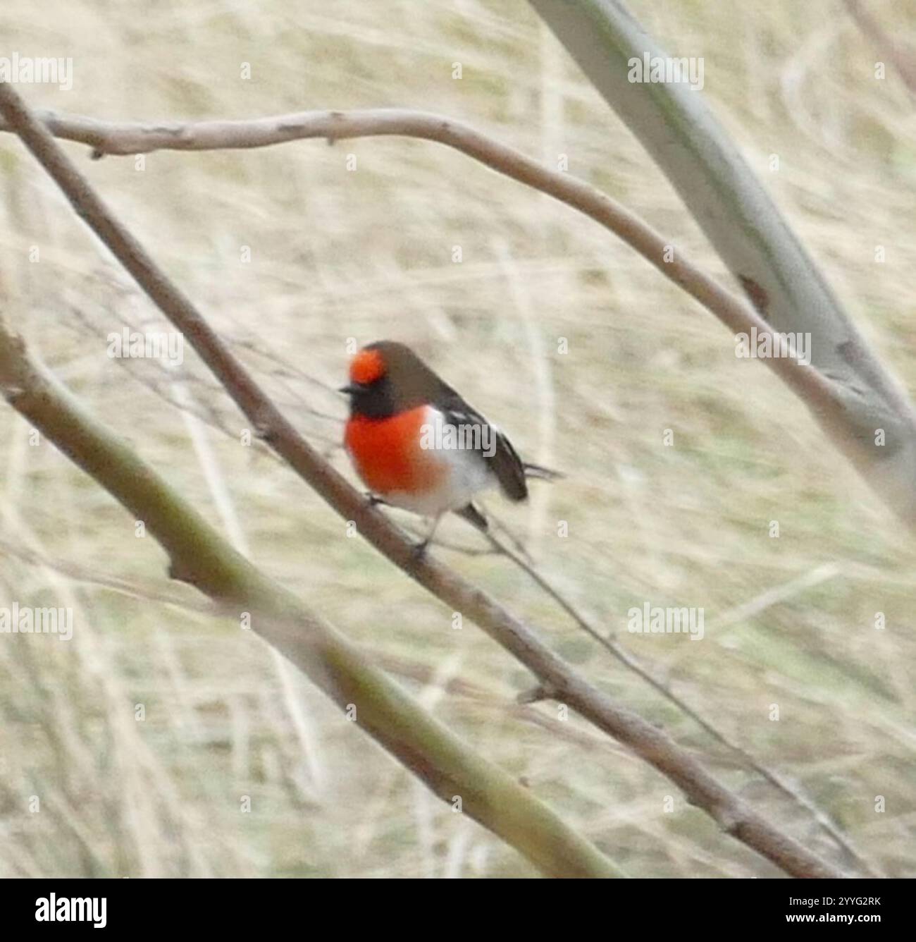 Red-capped Robin (Petroica goodenovii Stock Photo - Alamy