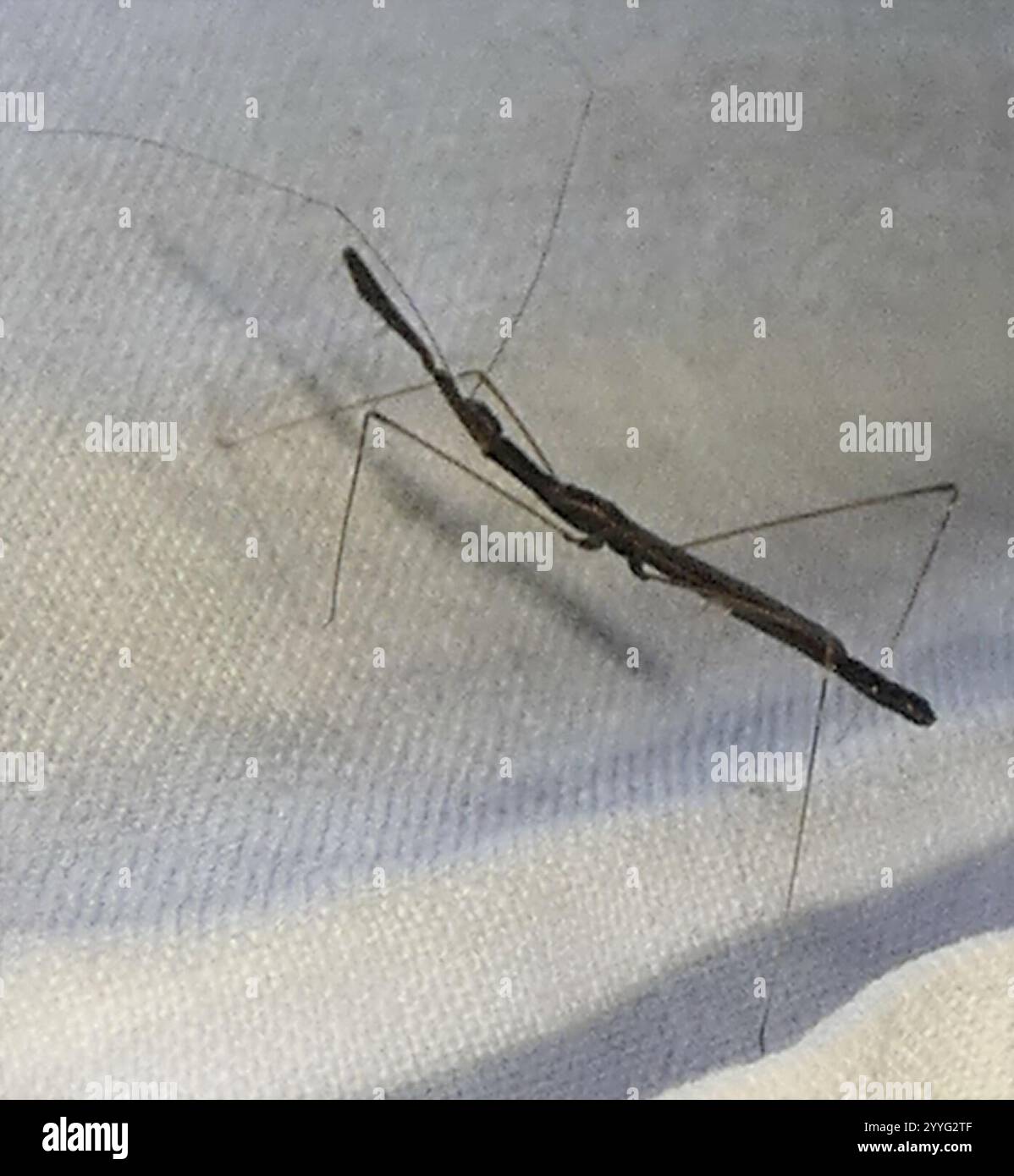 Thread legged bugs hi-res stock photography and images - Alamy