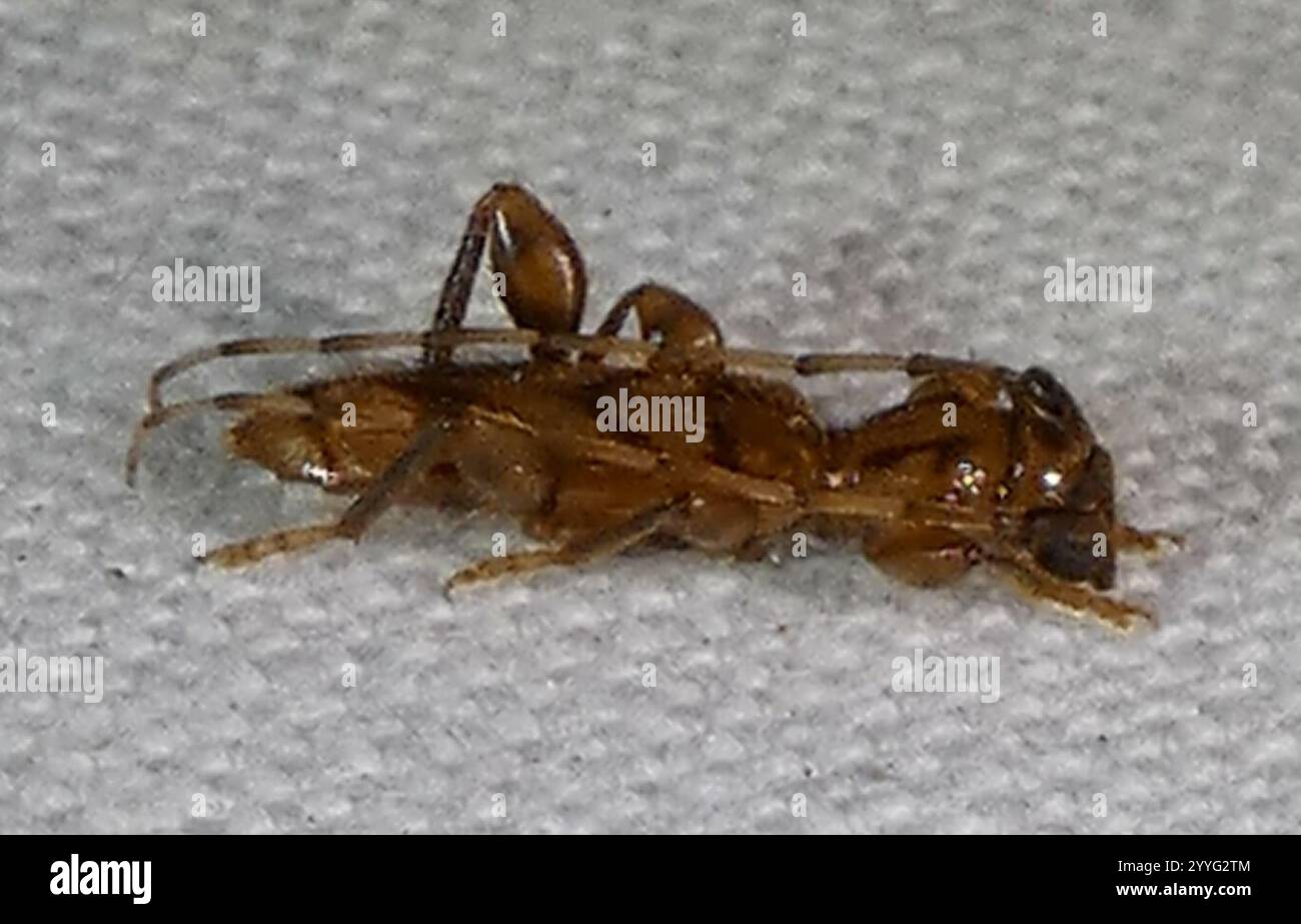 Obrium hi-res stock photography and images - Alamy