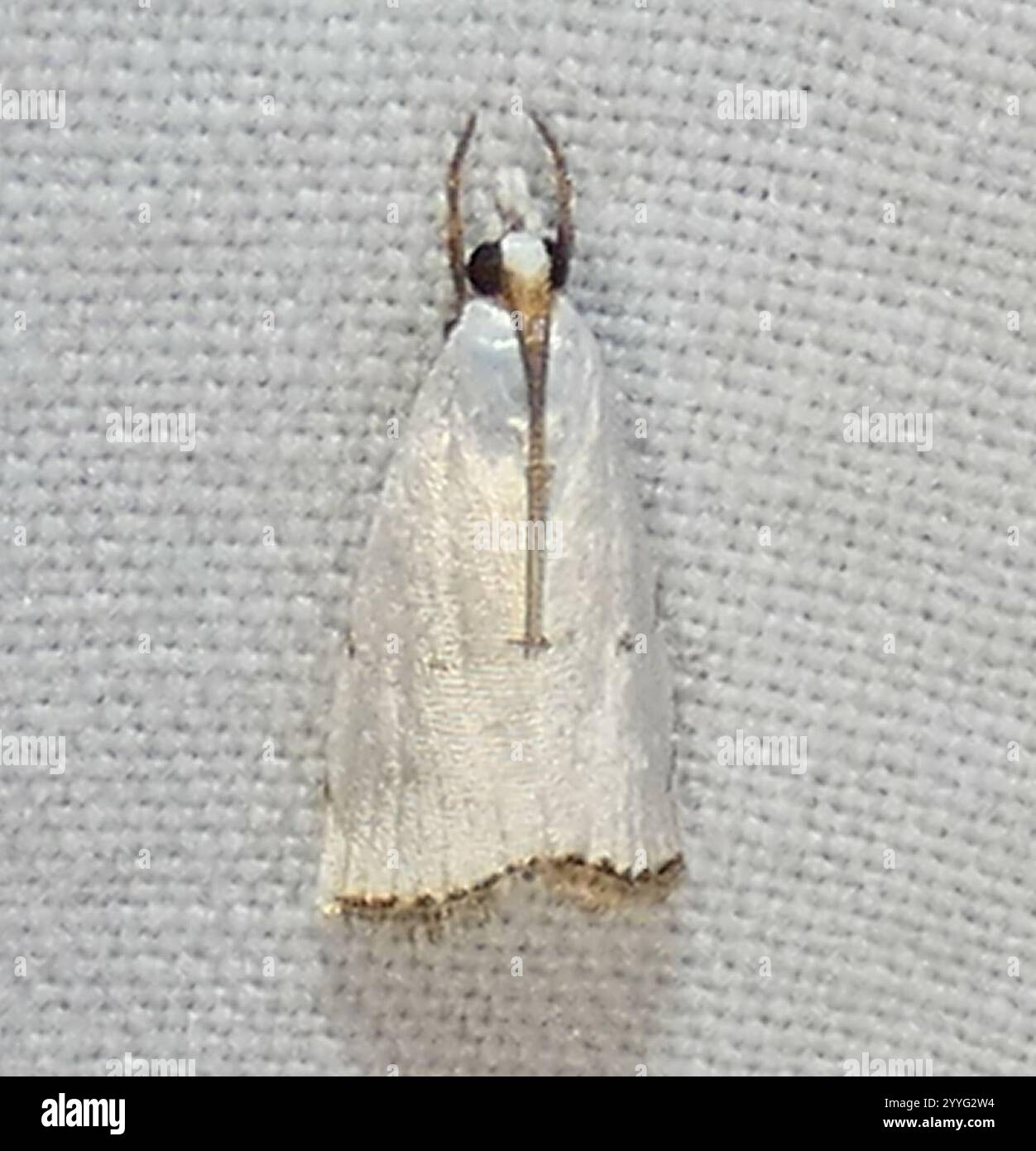 Northern Milky Argyria Moth (Argyria gonogramma Stock Photo - Alamy