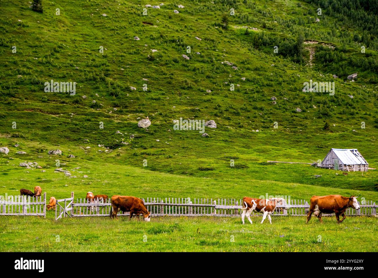Albanian alps, Peaks of the Balkans trail Stock Photo - Alamy