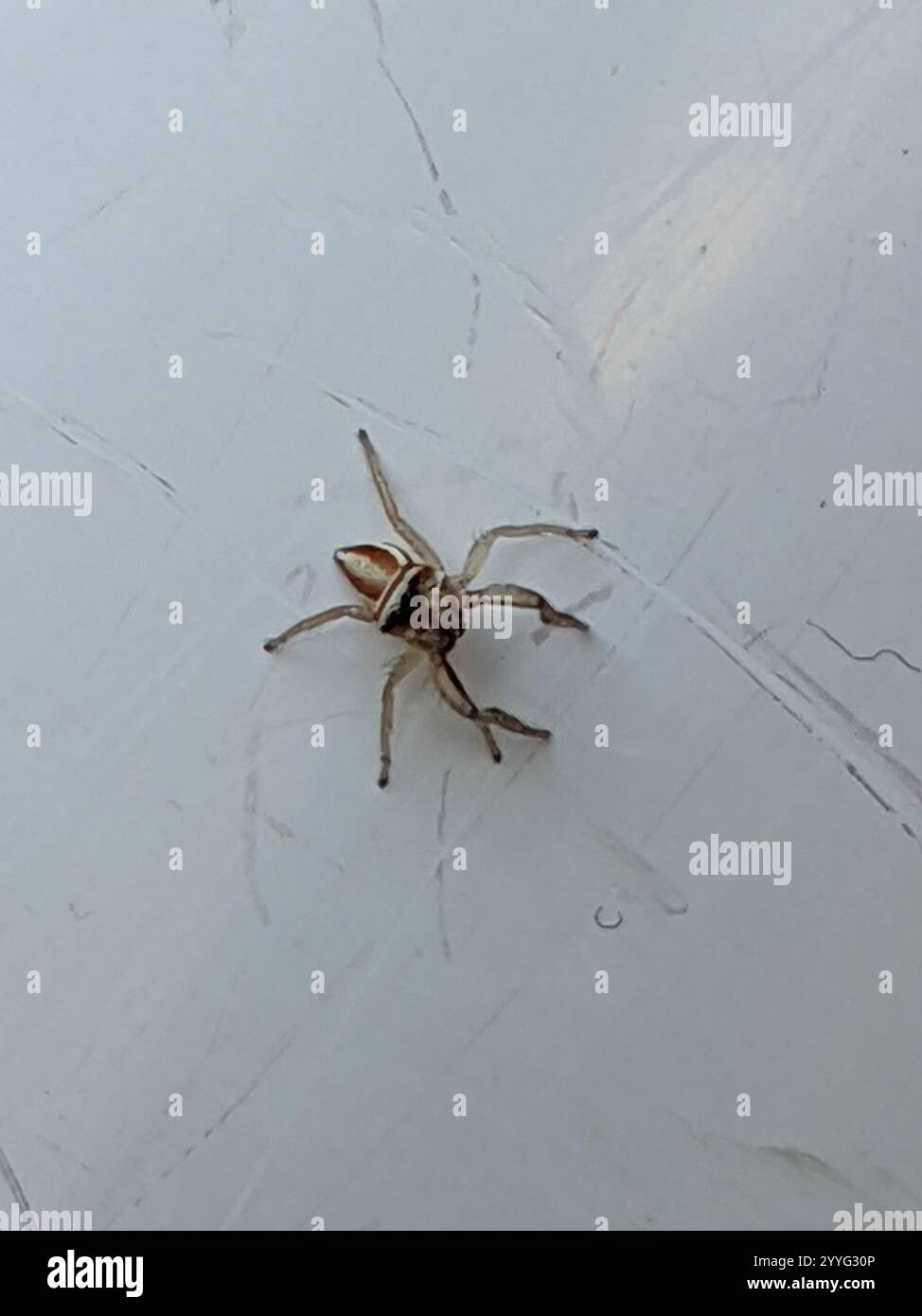 Hooked Striking Jumping Spider (Icius hamatus Stock Photo - Alamy