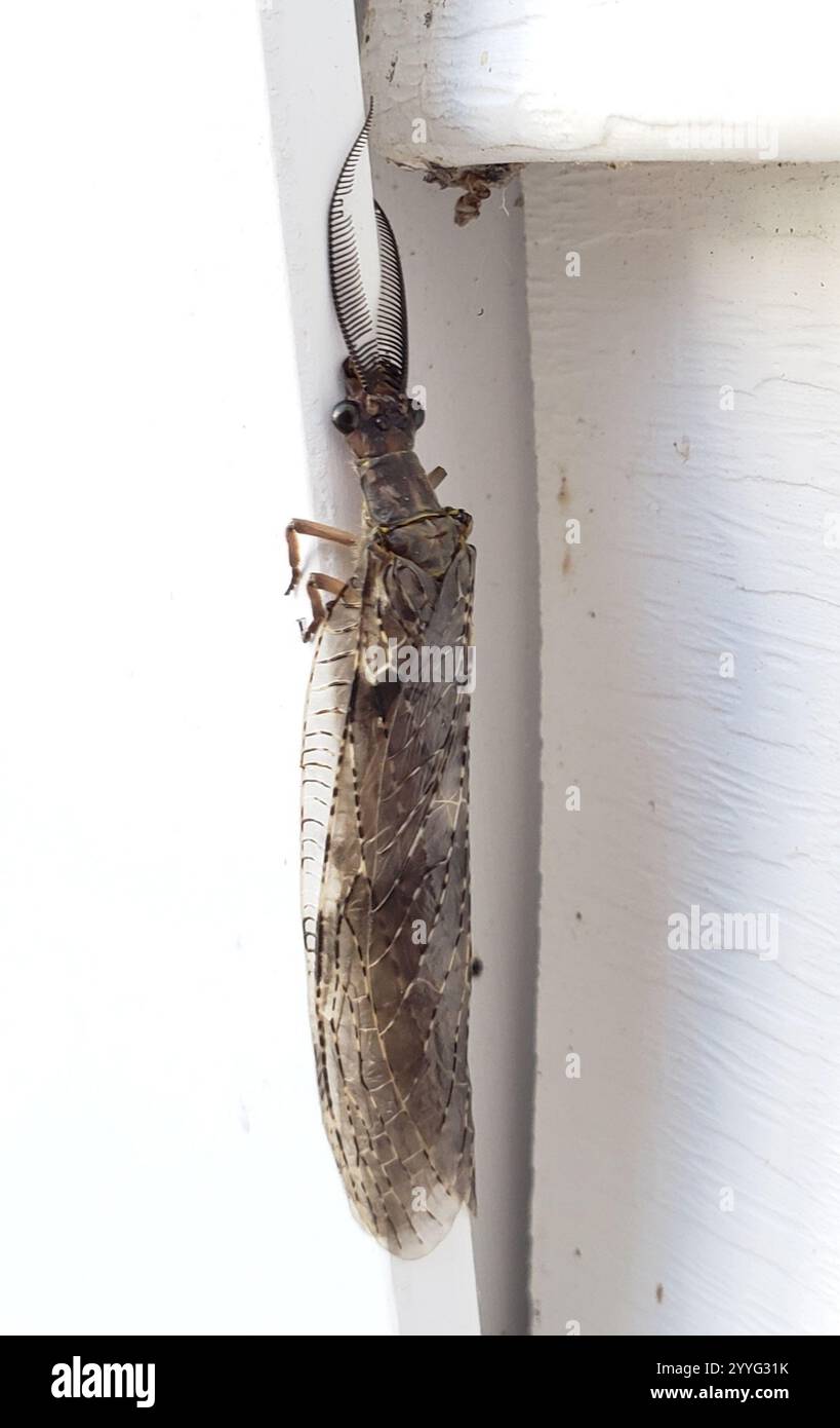 Summer Fishfly (Chauliodes pectinicornis Stock Photo - Alamy