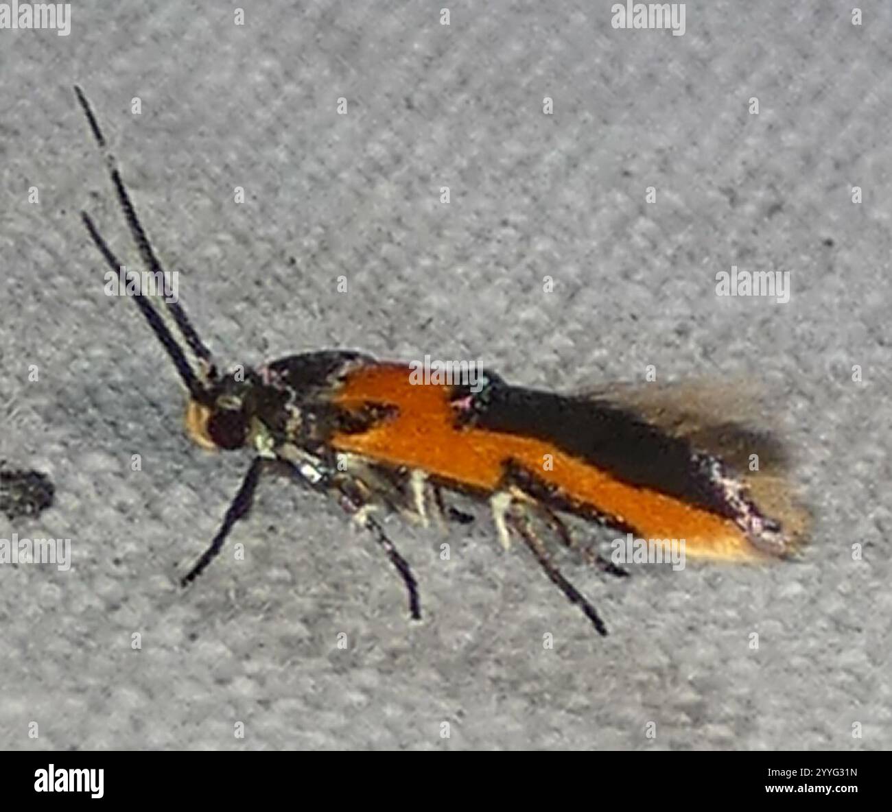 Kermes Scale Moth (Euclemensia bassettella Stock Photo - Alamy