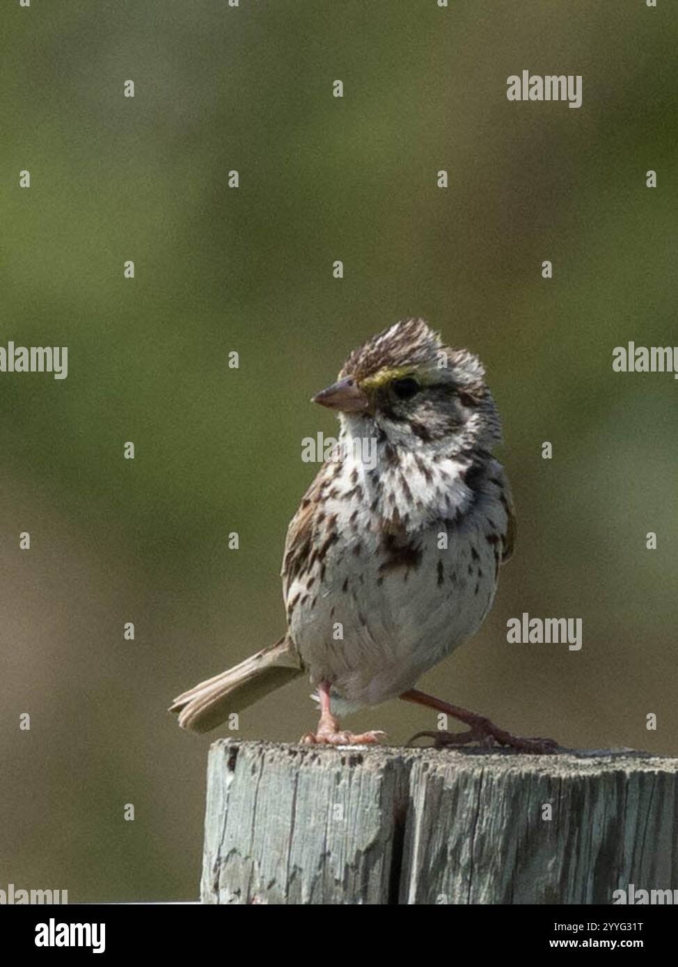 Savannah Sparrow (Passerculus sandwichensis Stock Photo - Alamy