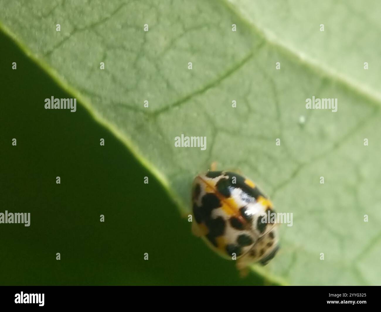 Twenty-spotted Lady Beetle (Psyllobora vigintimaculata Stock Photo - Alamy