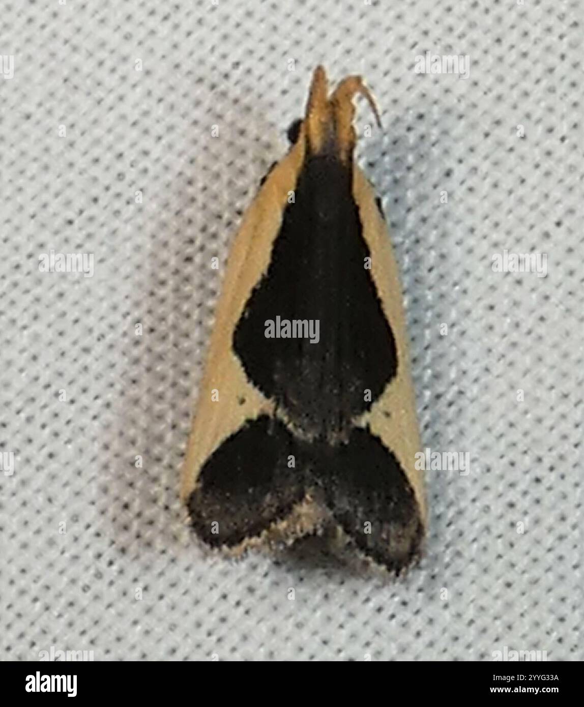 Cream-edged Dichomeris Moth (Dichomeris flavocostella Stock Photo - Alamy