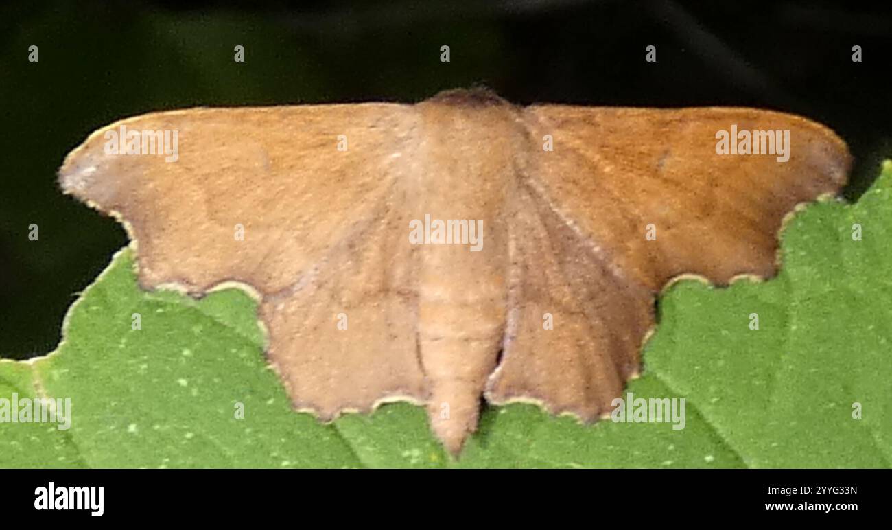 Scalloped Sack-bearer Moth (Lacosoma chiridota Stock Photo - Alamy