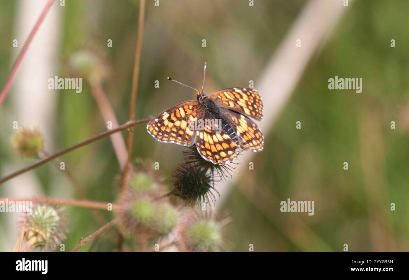 Northern Checkerspot (Chlosyne palla Stock Photo - Alamy