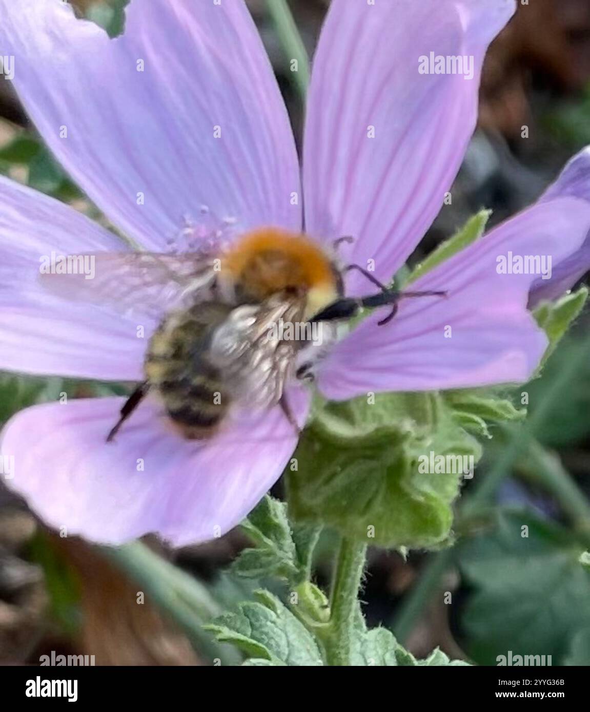 Common Carder Bumble Bee (Bombus pascuorum Stock Photo - Alamy