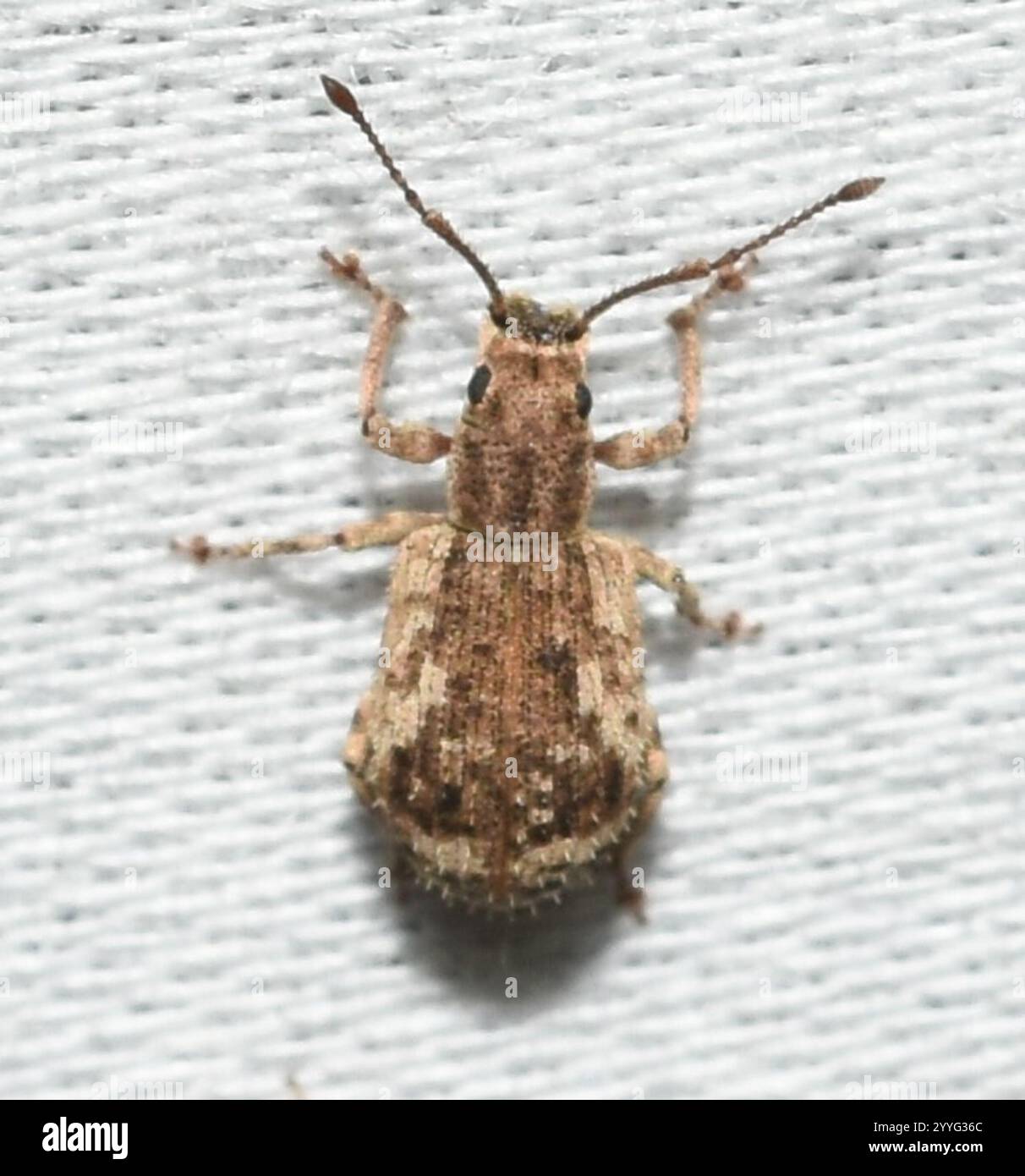 Peach Root Weevil (Pseudoedophrys hilleri Stock Photo - Alamy