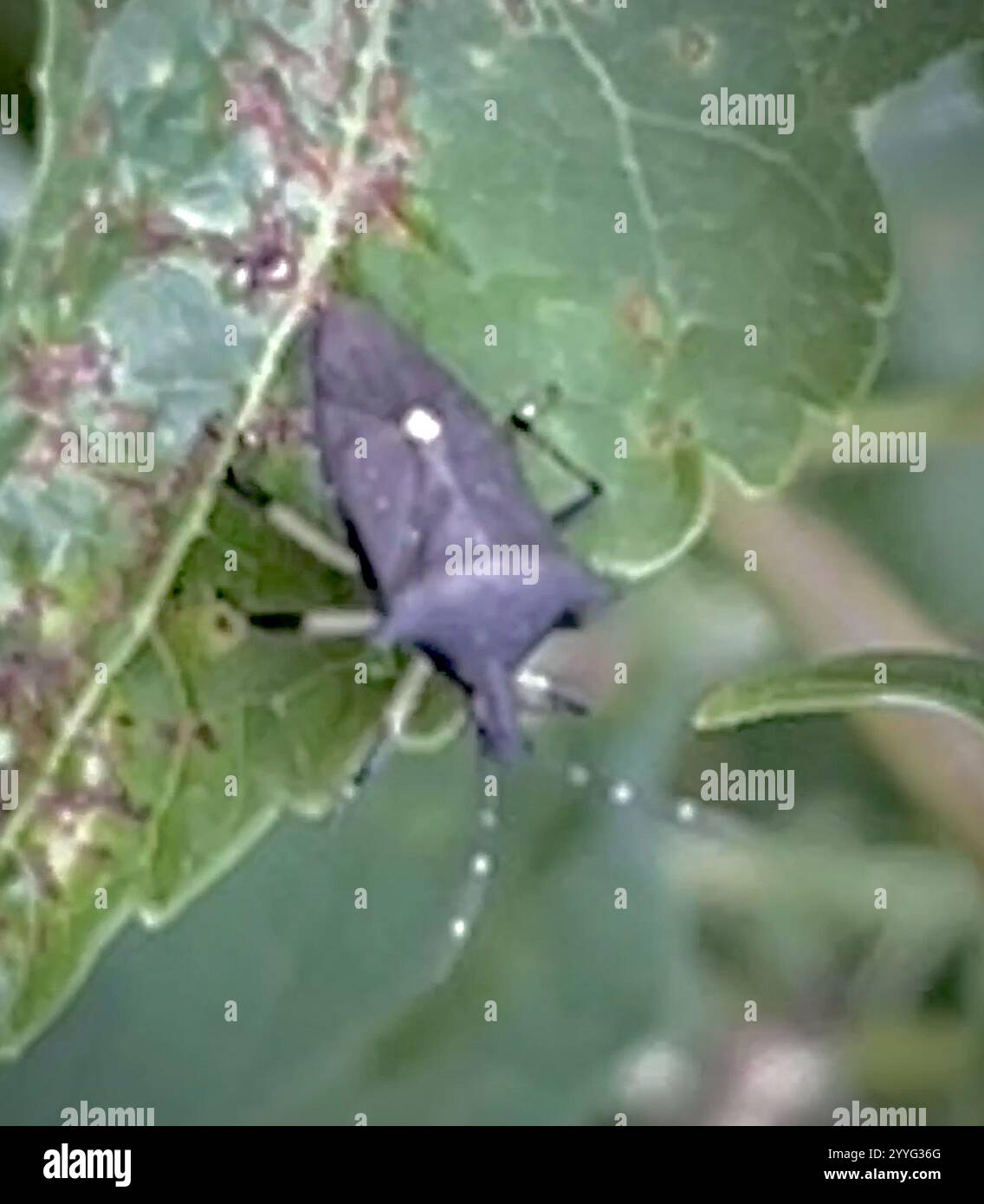 Black Stink Bug (Proxys punctulatus Stock Photo - Alamy