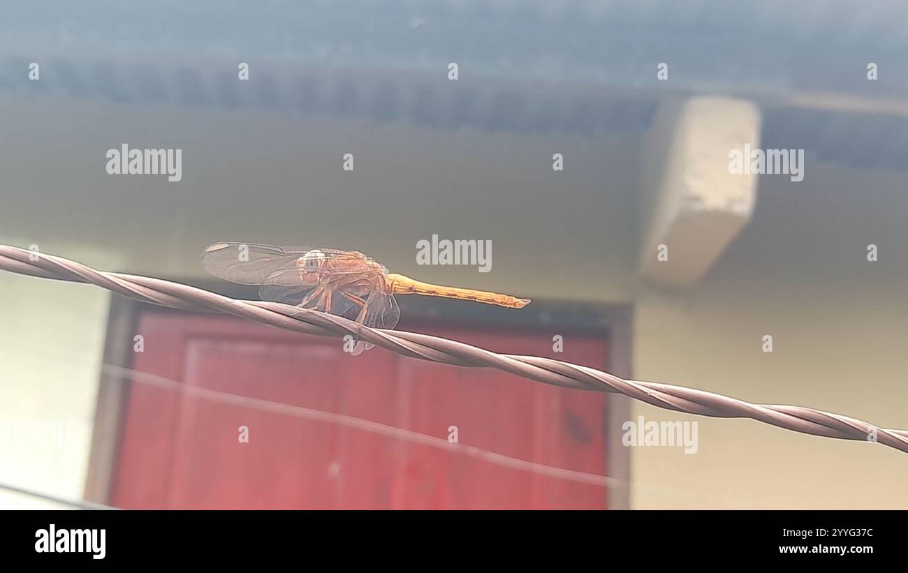 Red tailed skimmer hi-res stock photography and images - Alamy