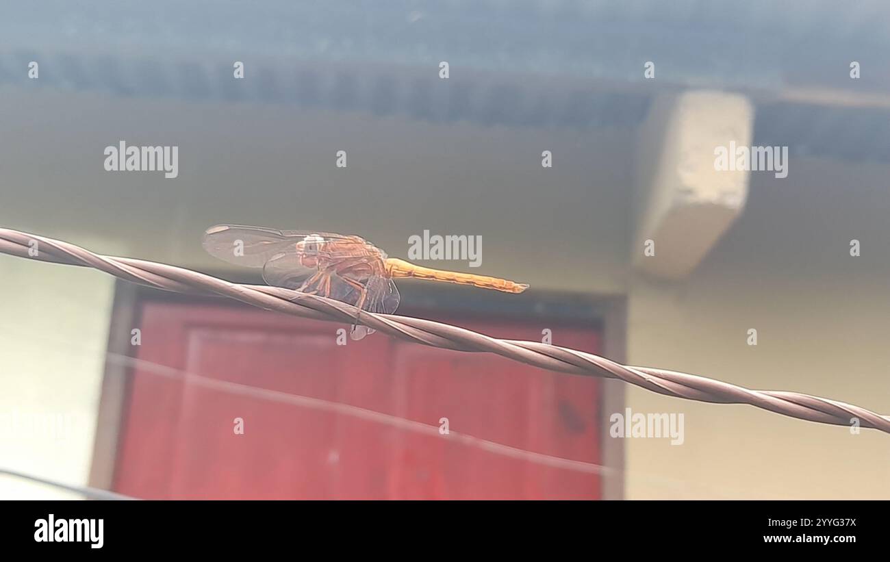 Red-tailed Skimmer (Orthemis schmidti Stock Photo - Alamy
