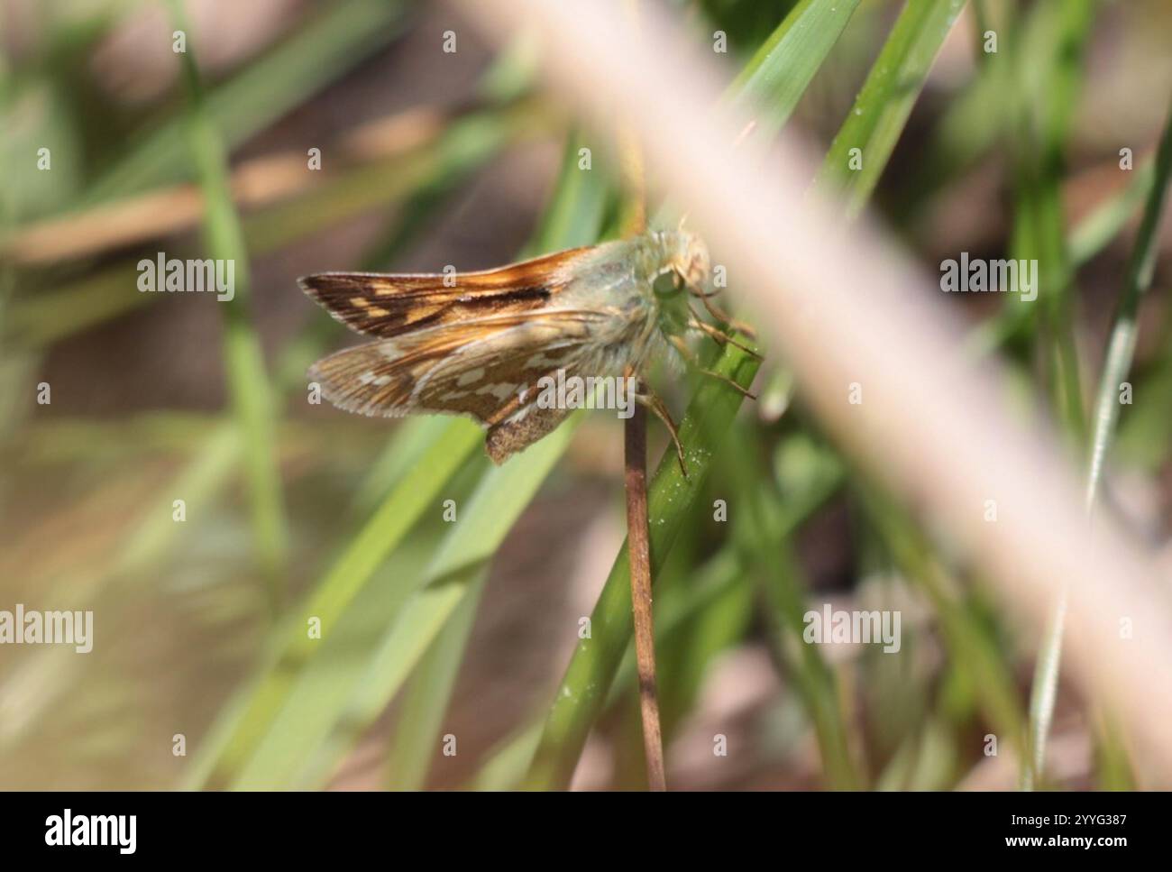 Western Branded Skipper (Hesperia colorado Stock Photo - Alamy