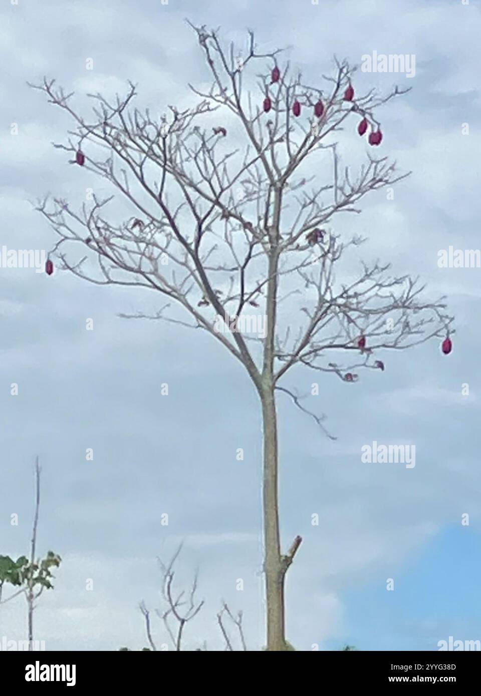 provision tree (Pachira aquatica Stock Photo - Alamy